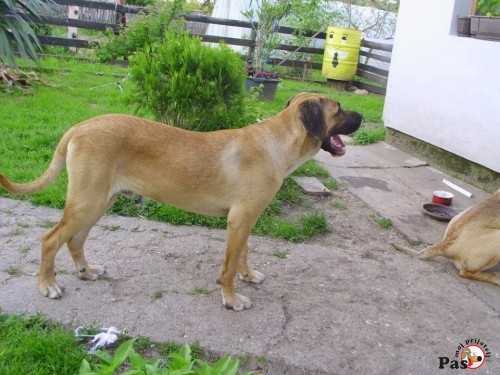 Cane Corso