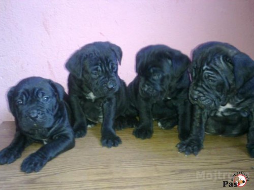 CANE CORSO