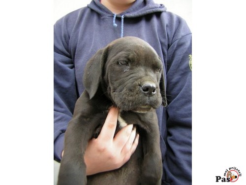 Cane Corso