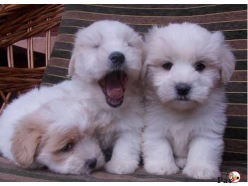 Coton de tulear - Tulearski pas