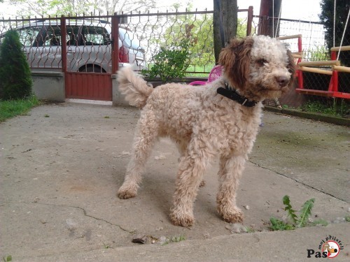Lagotto romagnolo