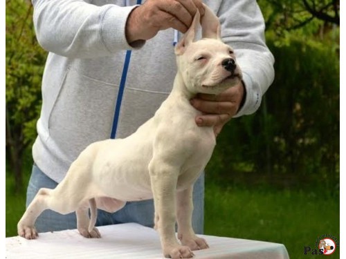 Dogo argentino