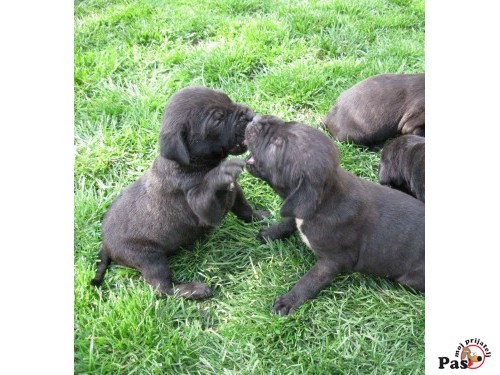 Cane Corso