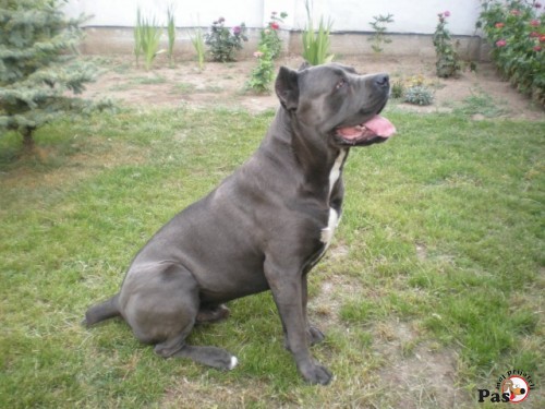 Cane Corso