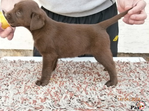 Labrador retriver