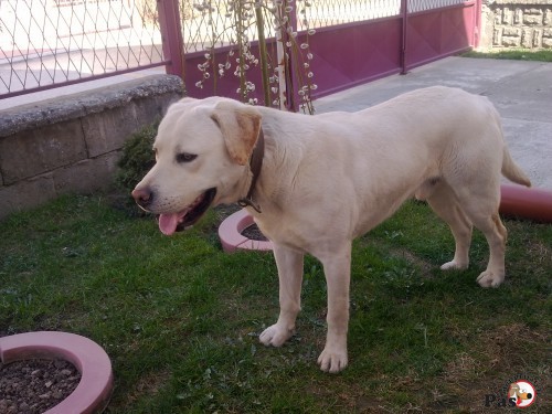 Labrador retriver