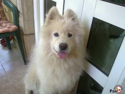 Samojed