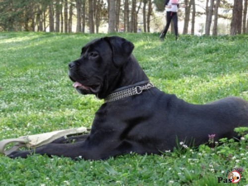 Cane Corso