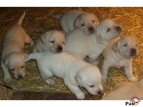 LABRADOR RETRIVER