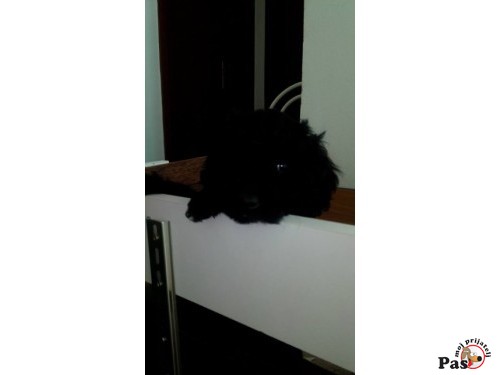 PUDLE