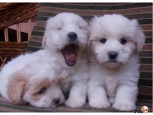 Coton de tulear - Tulearski pas