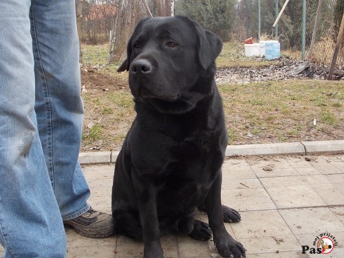 Labrador retriver