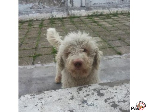 Lagotto romagnolo