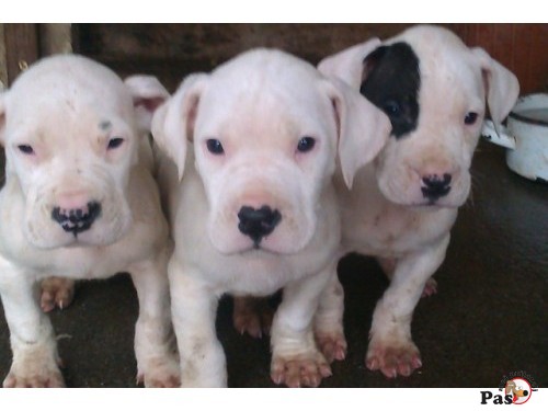 Dogo argentino