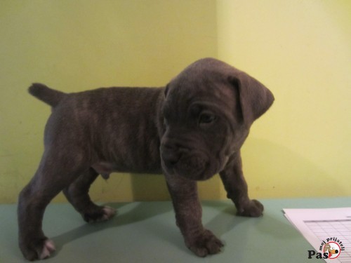 Cane Corso