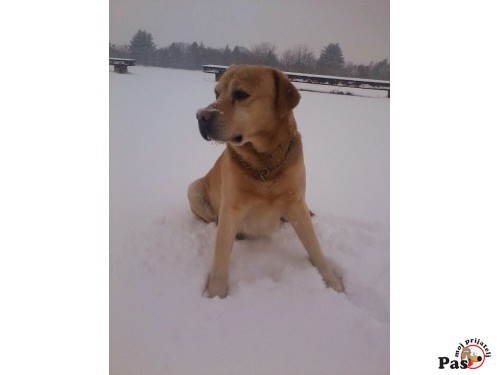 LABRADOR RETRIVER