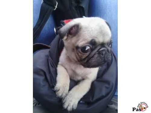 Mops