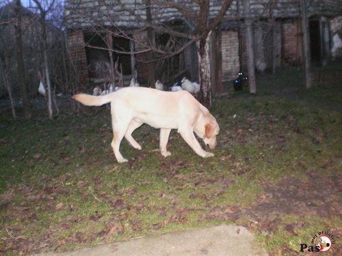 LABRADOR RETRIVER