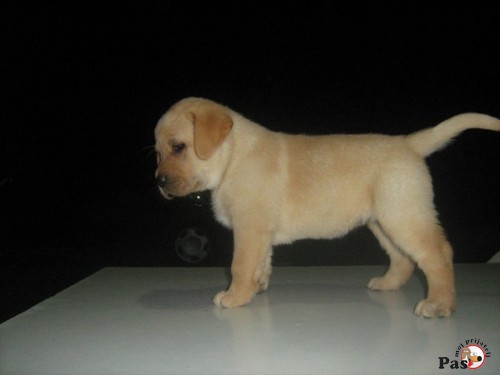 LABRADOR RETRIVER