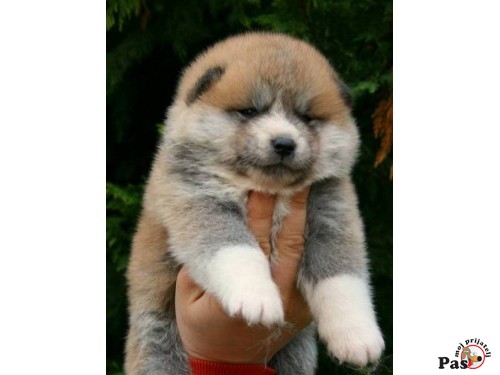 Akita Inu