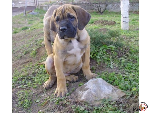 Cane Corso