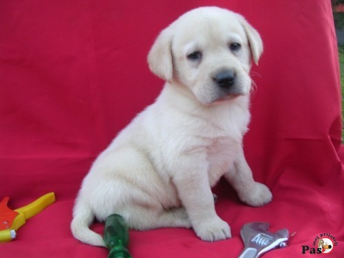 LABRADOR RETRIVER