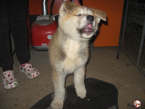 AKITA INU