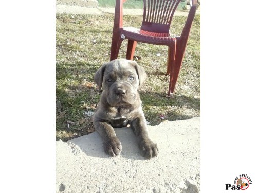 Cane Corso