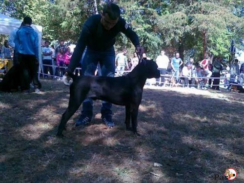 Cane Corso