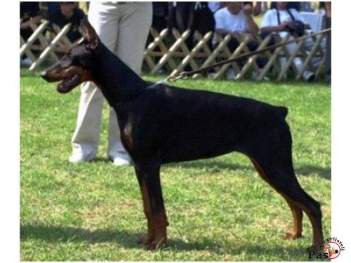 Doberman