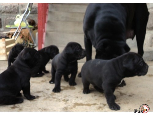 Cane Corso