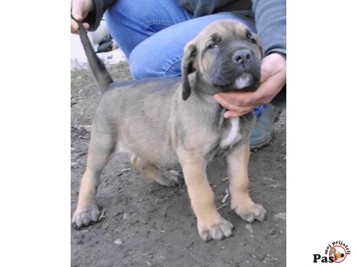 Cane Corso