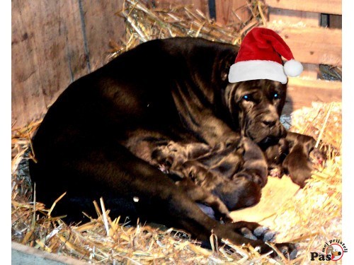 Cane Corso