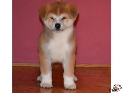 AKITA INU