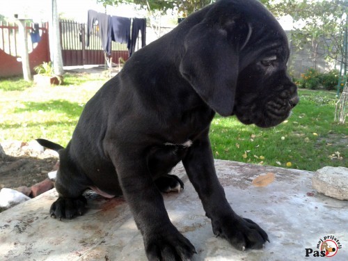 Cane Corso