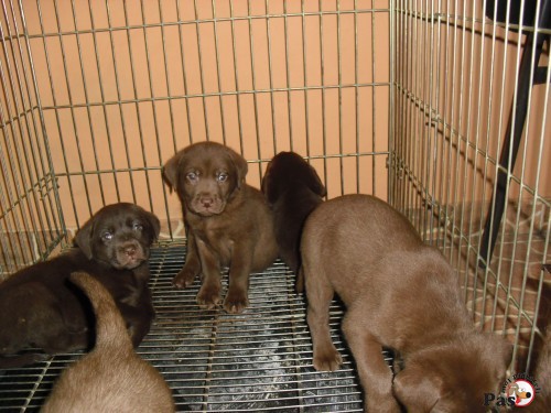 LABRADOR RETRIVER