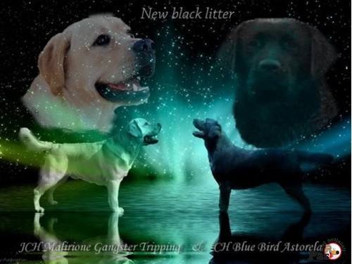 Labrador retriver