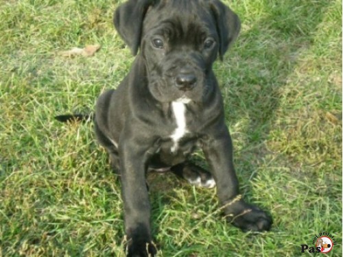 Cane Corso