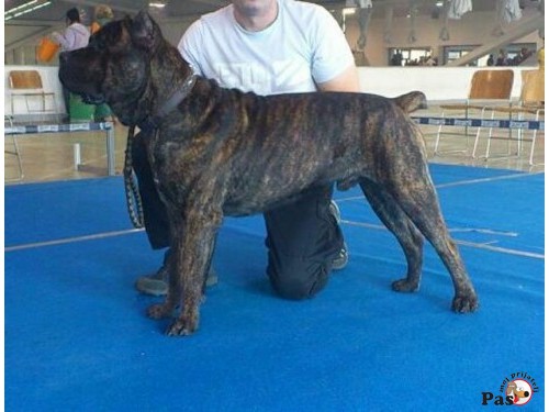 Cane Corso