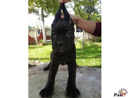 Cane Corso