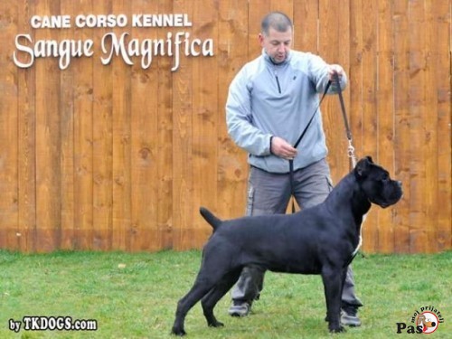 Cane Corso