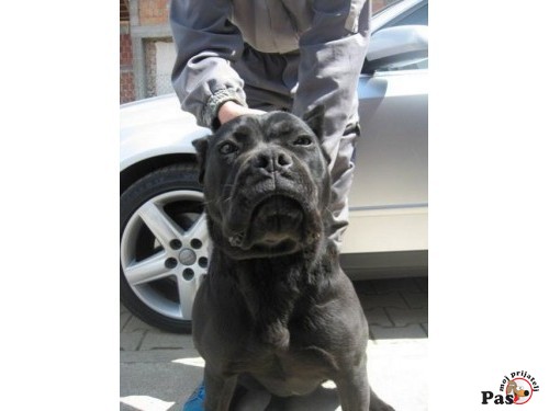 Cane Corso