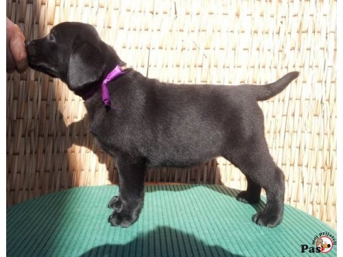 Labrador retriver