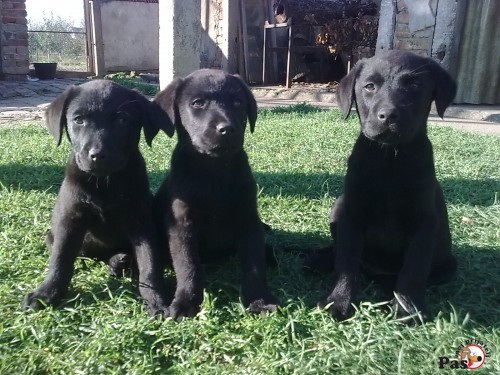 LABRADOR RETRIVER