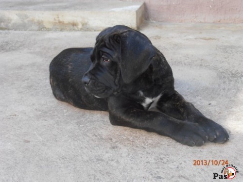 Cane Corso