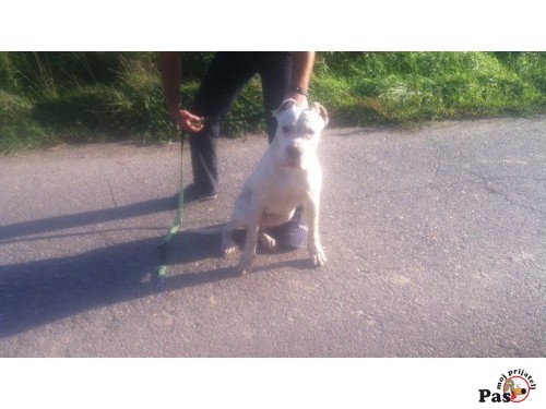 Dogo argentino