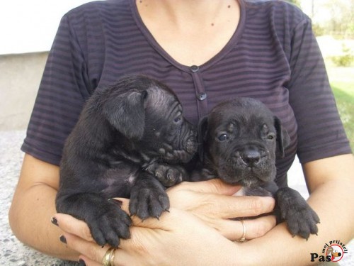 Cane Corso