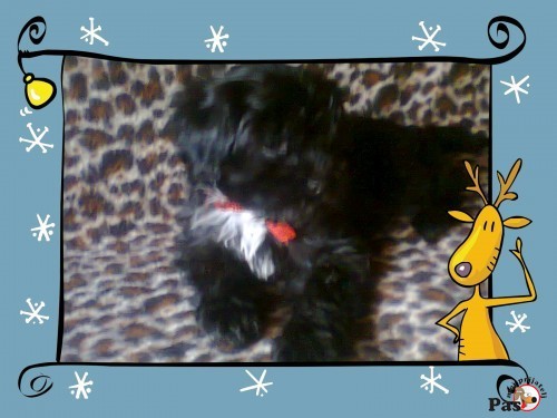 Pudle
