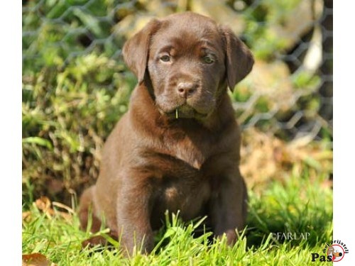 LABRADOR RETRIVER