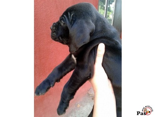 Cane Corso